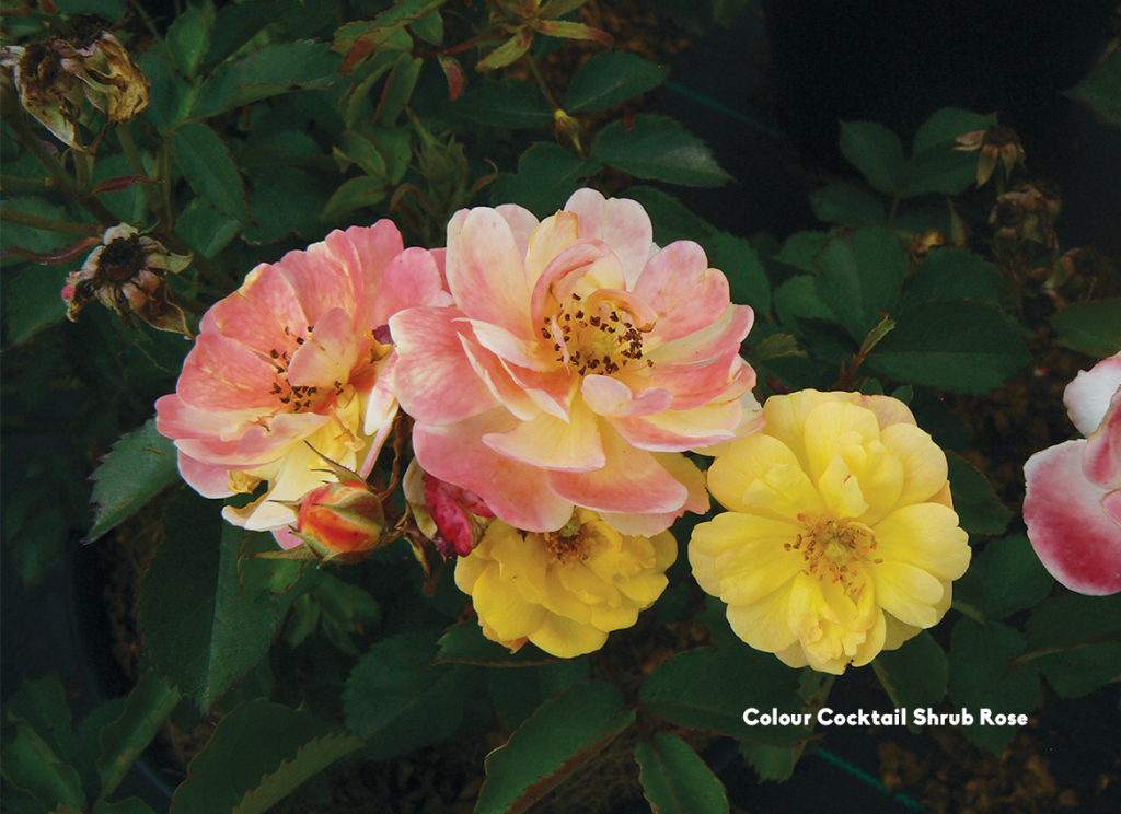 Choosing and Caring for Roses - Sheridan Nurseries