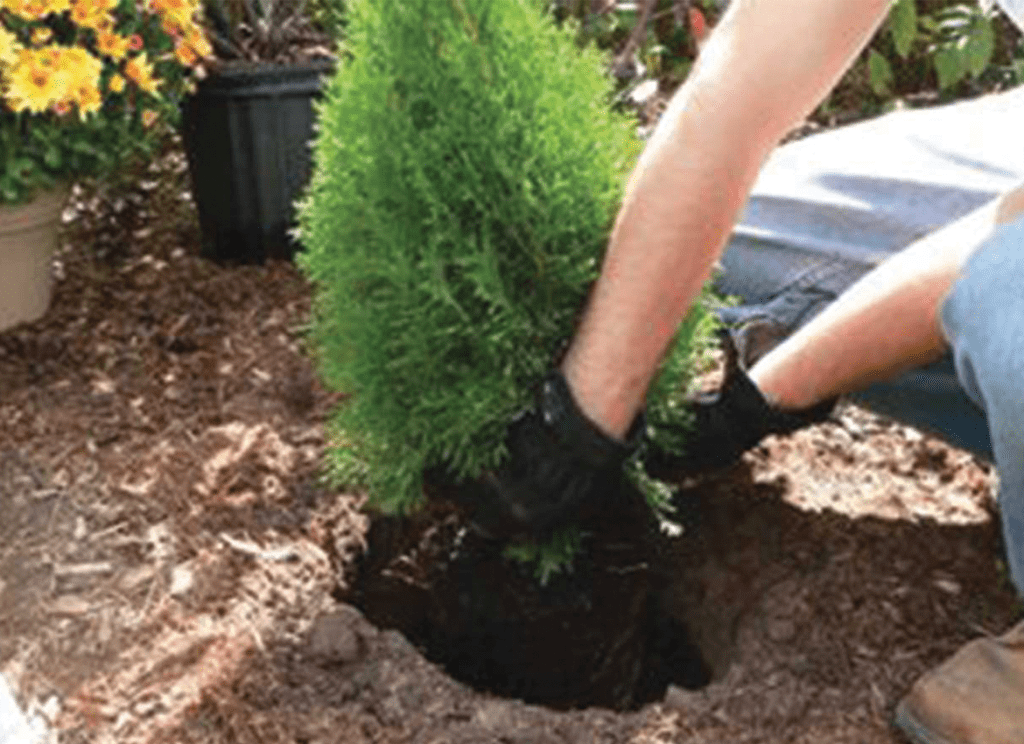 How to plant a tree or evergreen - Sheridan Nurseries